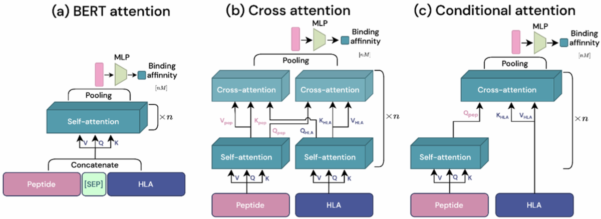 [NeurIPS 2022] HLA-Peptide Binding Prediction Model for the Personalized Treatment of Cancer ...