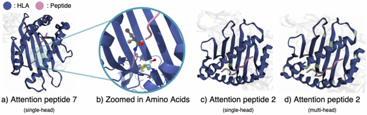 [NeurIPS 2022] HLA-Peptide Binding Prediction Model for the Personalized Treatment of Cancer ...